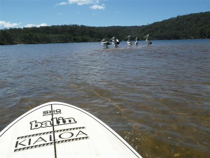 Merimbula wildlife pics. | Stand Up Paddle Forums, page 1 - Seabreeze