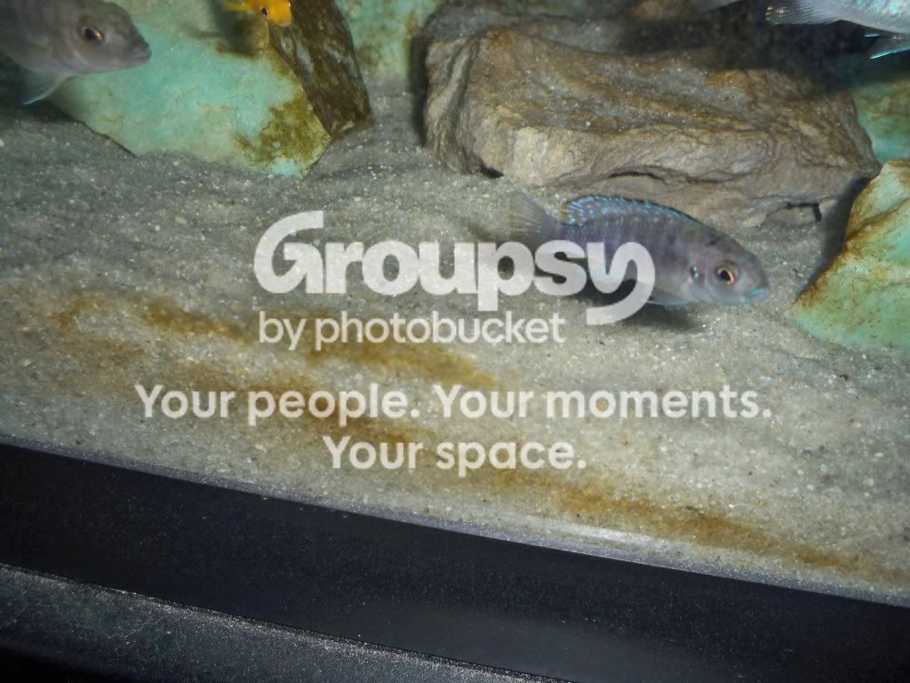 What did you find in your sump today? | Cichlid Fish Forum
