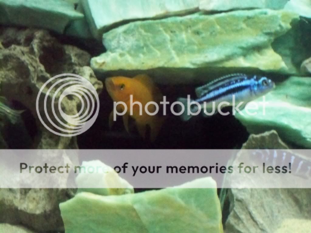 Tank has cycled, Fish are in !! | Cichlid Fish Forum