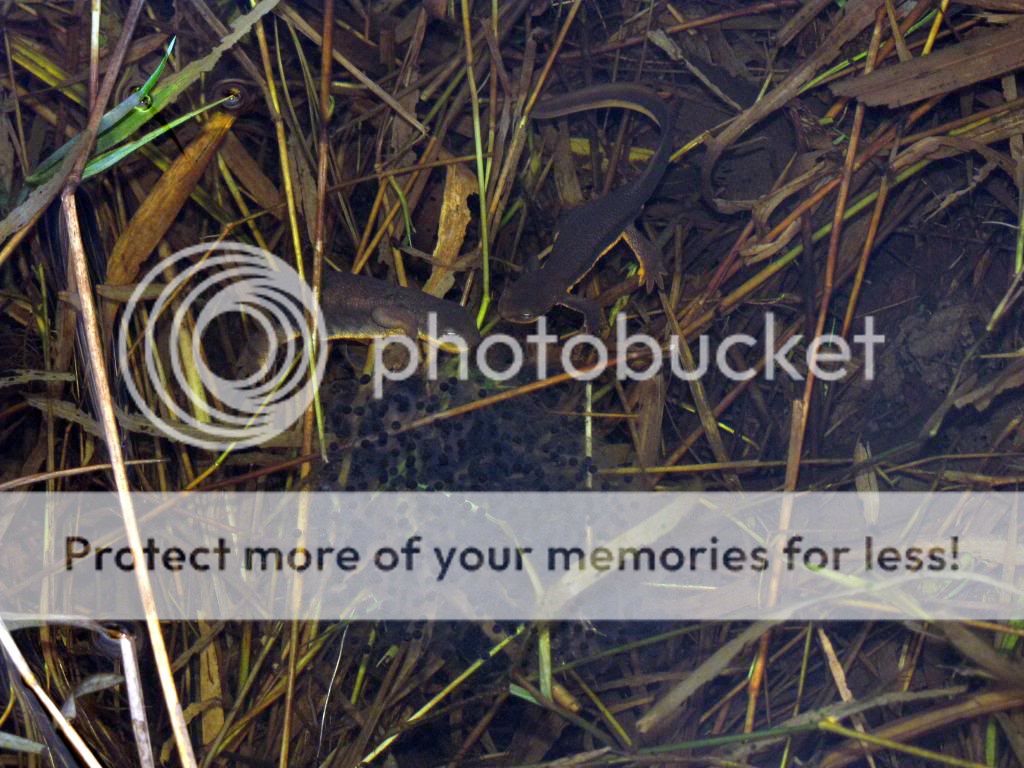 Pre 2012 Pacific NW Finds Pt. 2 – Amphibians and Habitat - Field Herp Forum