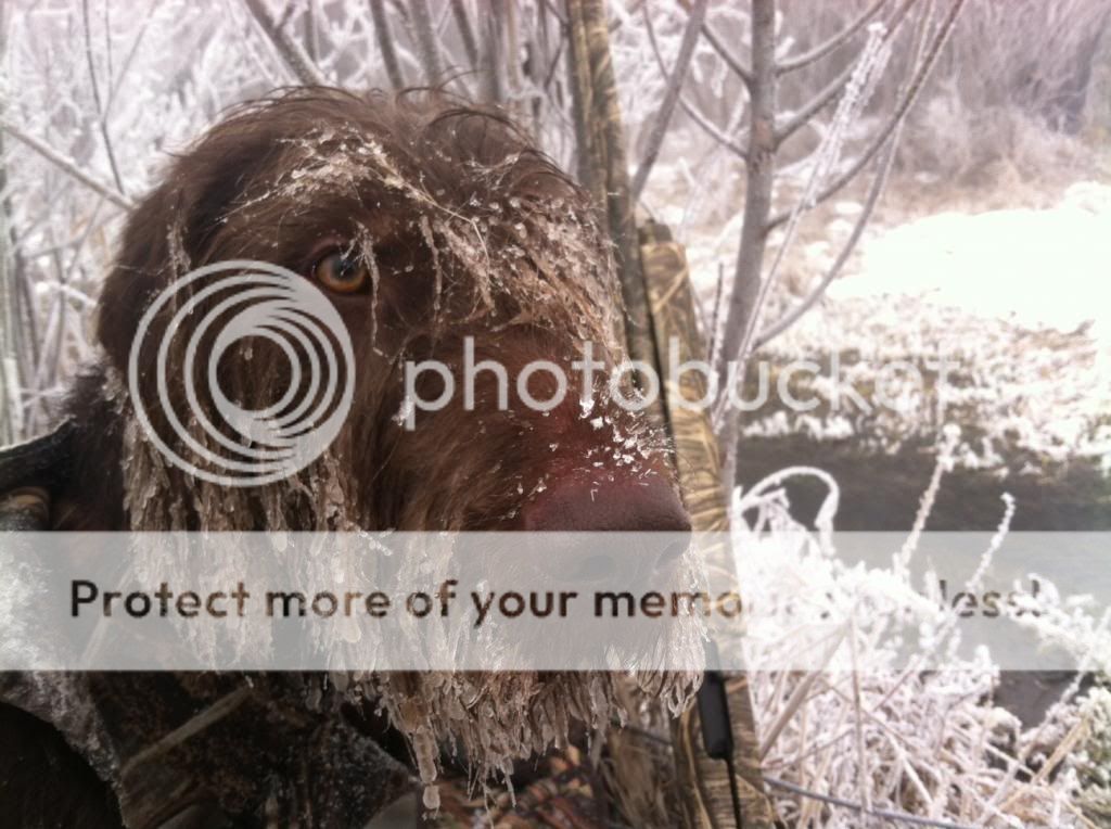 Pudelpointer | Page 2 | Duck Hunting Forum