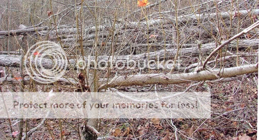 Hinge cutting 14" trees??? | Page 3 | Michigan Sportsman Forum